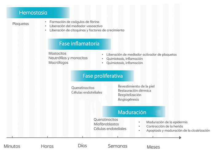 ¿Cómo cicatrizan las heridas?